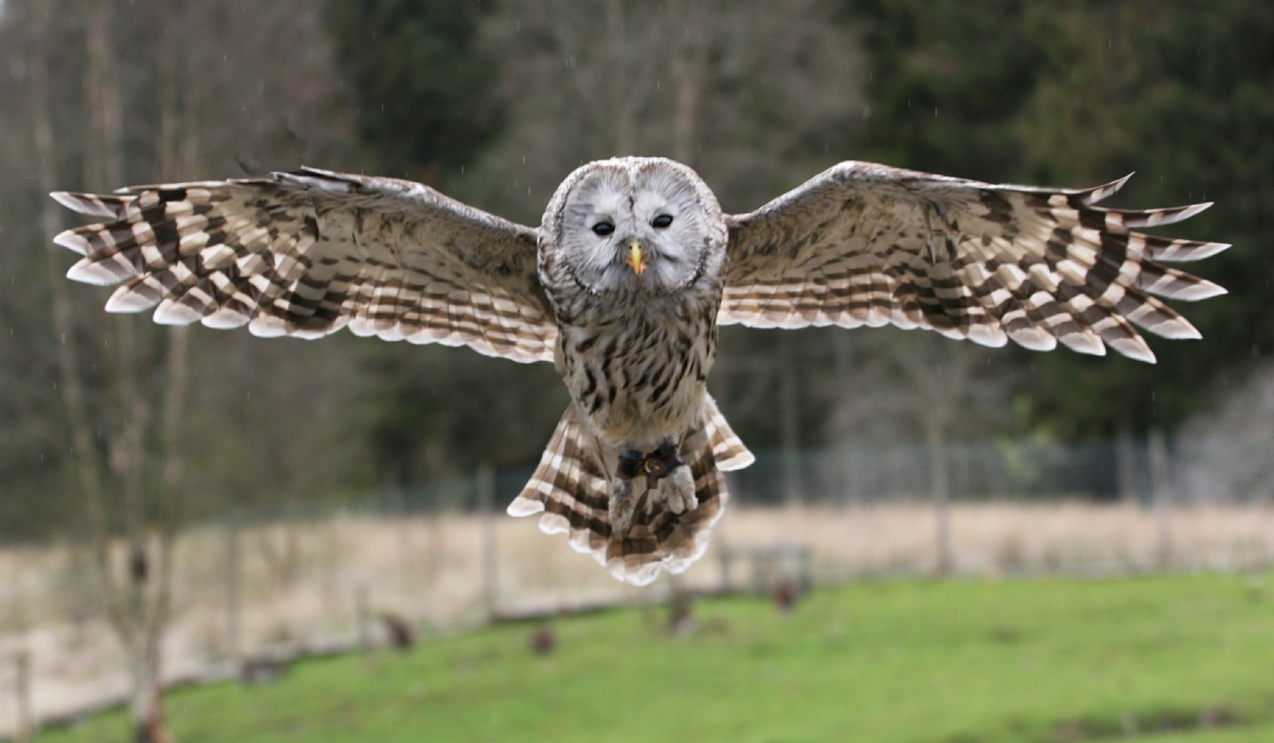 Experiences – Kielder Water Birds of Prey Centre